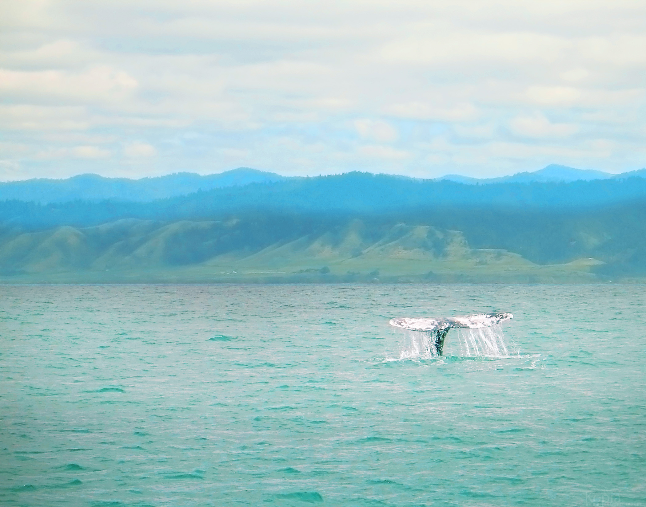 A WHALE OF A GOOD TIME – Visit Mendocino County