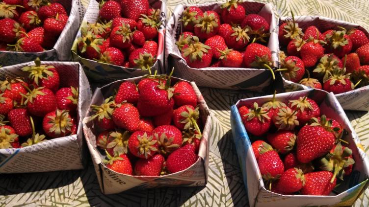 From Farm to Fork: Mendocino County Farmers Markets - Visit Mendocino ...