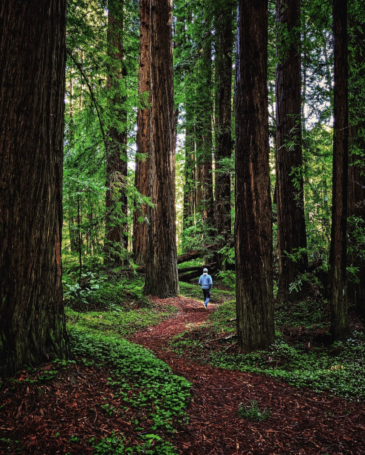 4 Magical Spots to Explore the Redwoods in Mendocino County - Visit ...