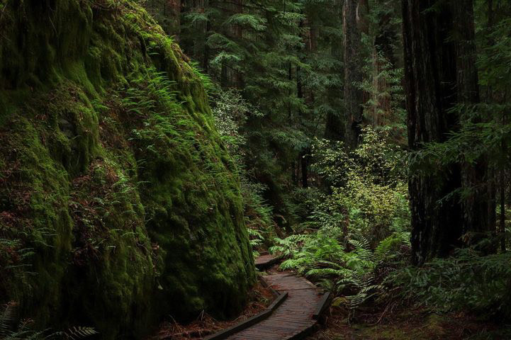 4 Places to Forest Bathe - Visit Mendocino County