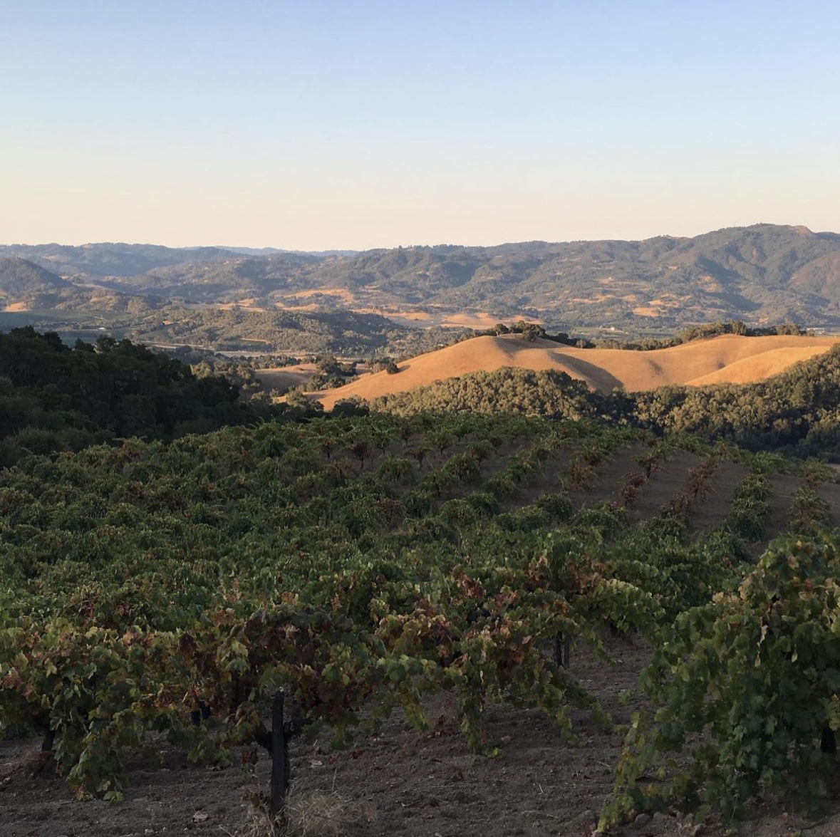 8 Wineries Serving up Little Known Varietals - Visit Mendocino County