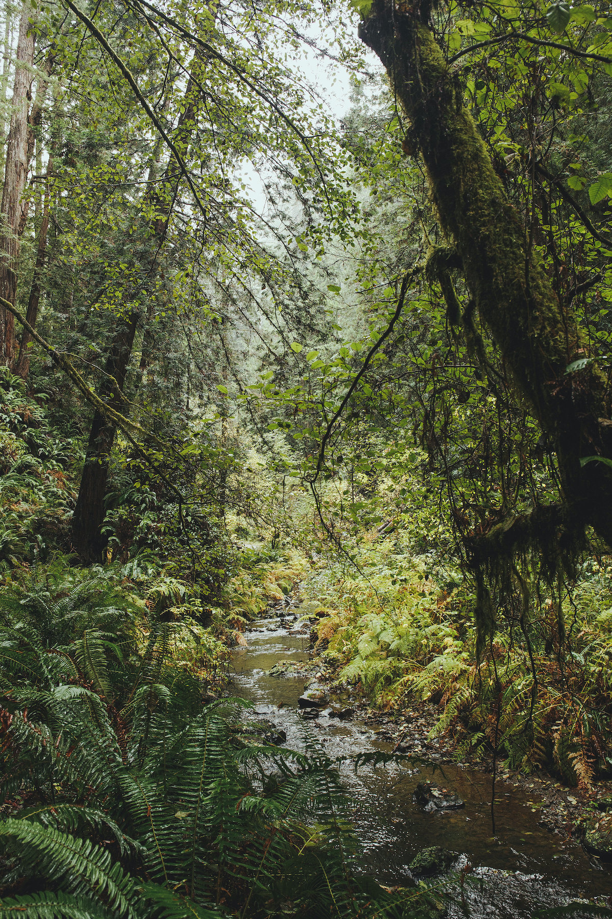 4 Places to Forest Bathe - Visit Mendocino County
